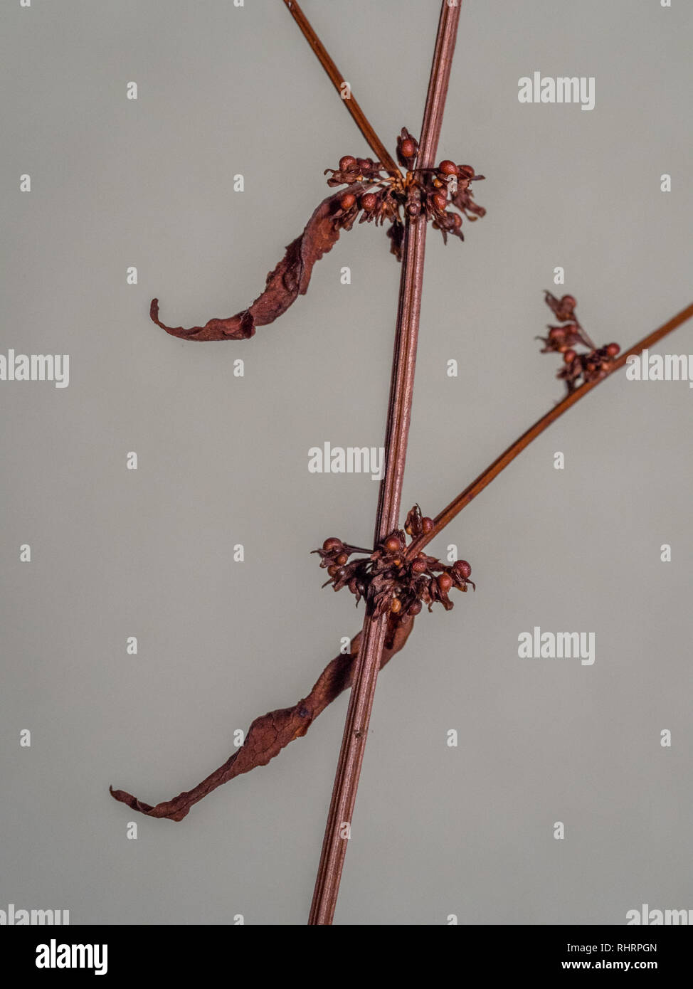Red plant with stem hi-res stock photography and images - Alamy