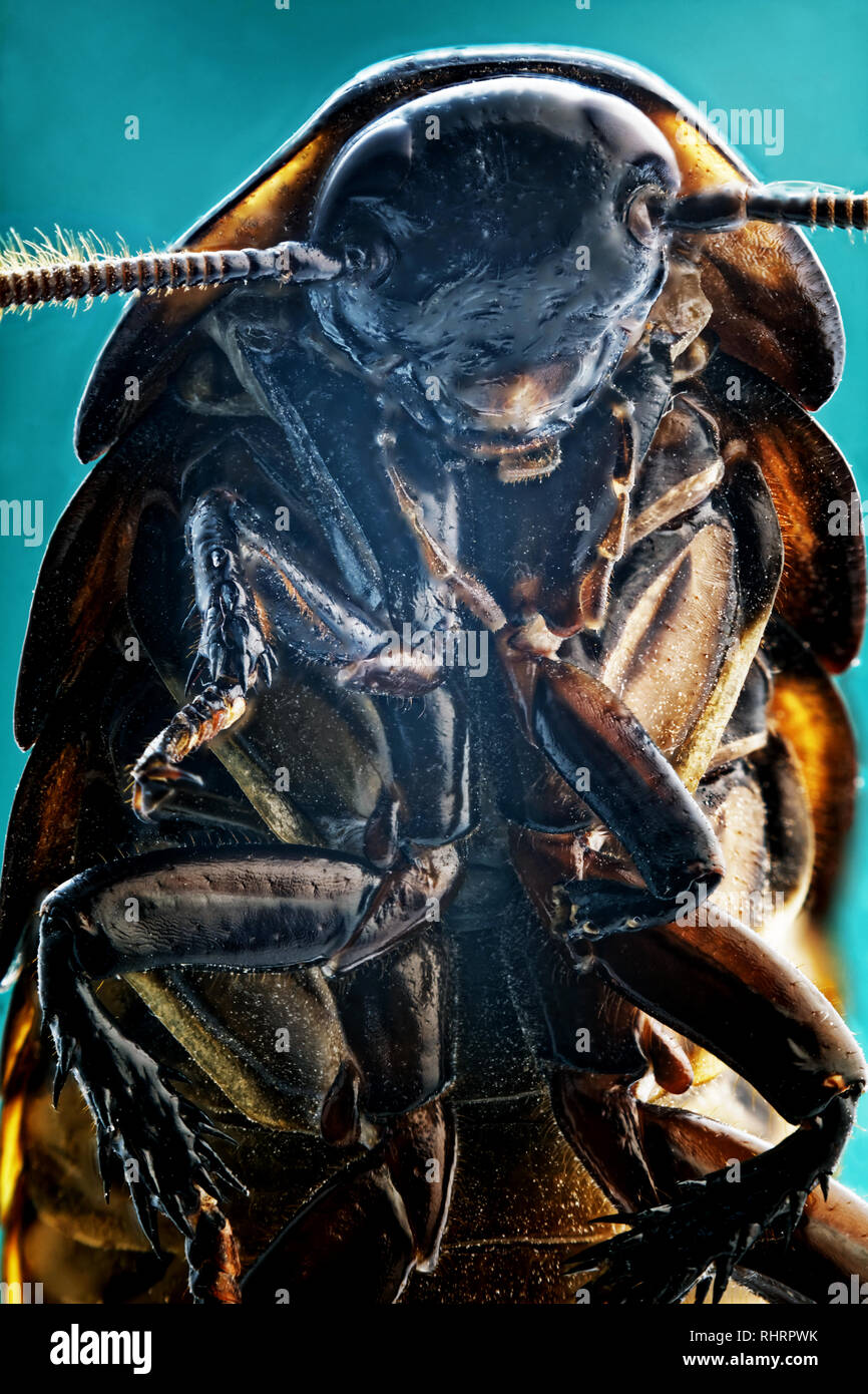 The madagascar cockroach hi-res stock photography and images - Alamy