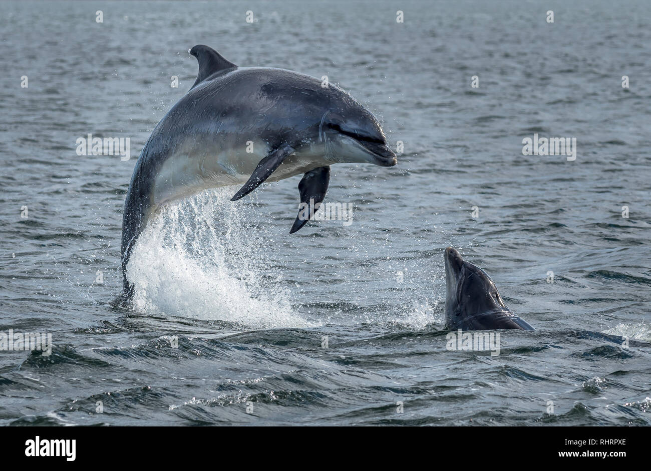 Bottlenose dolphin jumping out of water hi-res stock photography and ...