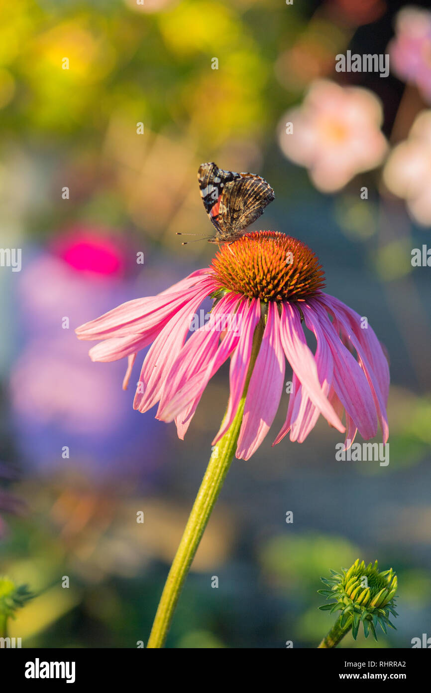 Monarch butterfly on Echinacea purpurea coneflower in macro Stock Photo ...