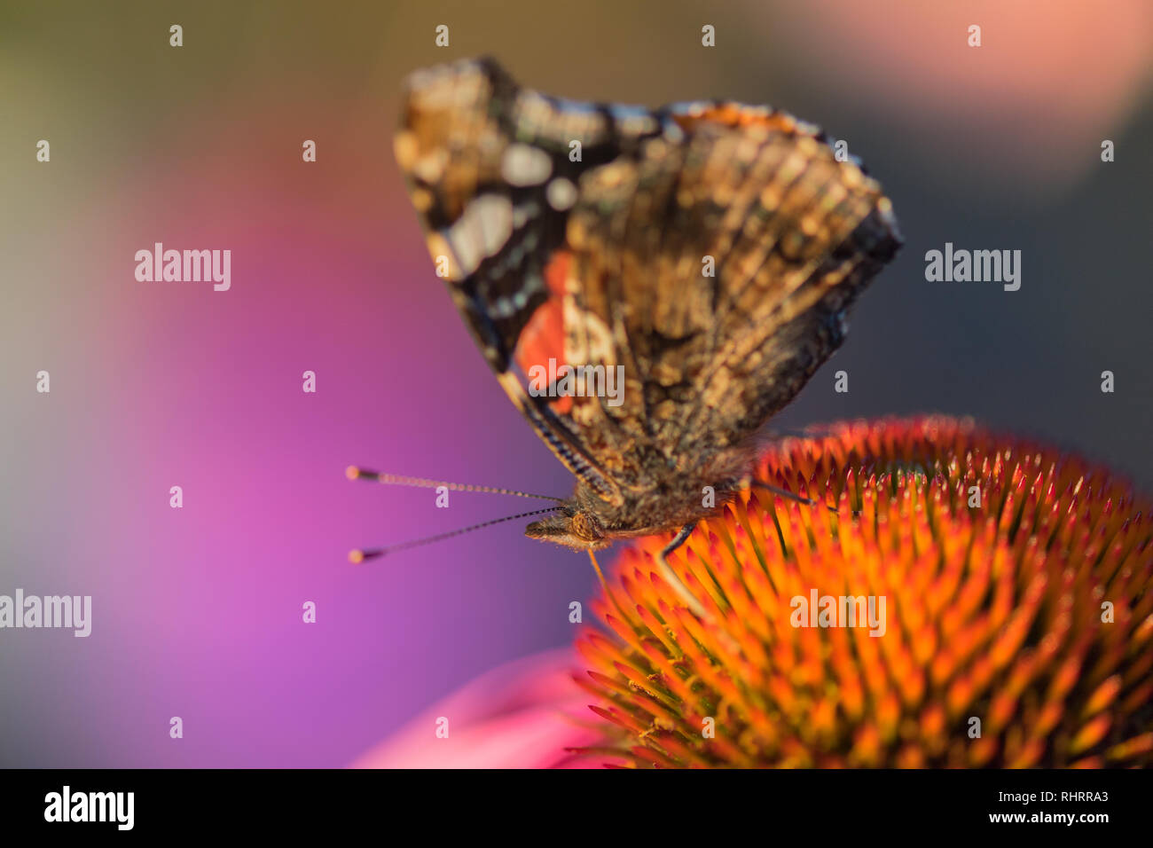 Monarch butterfly on Echinacea purpurea coneflower in macro Stock Photo ...