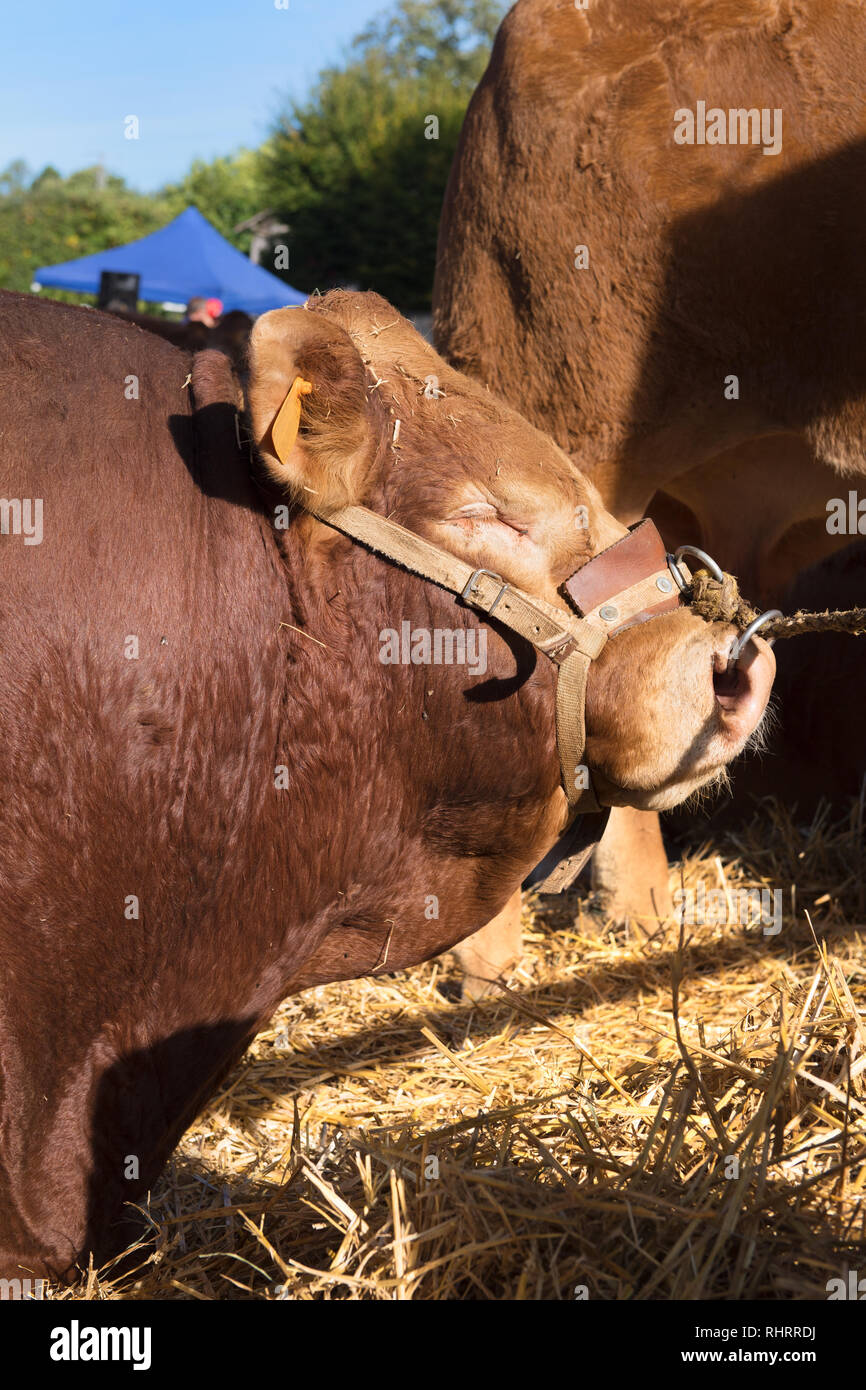 French Limousin bull with ring in nose at the market Stock Photo - Alamy