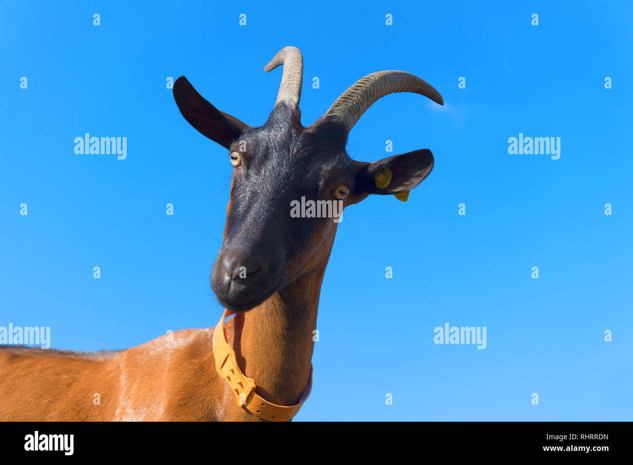 Female Brown goat portrait against blue sky Stock Photo - Alamy