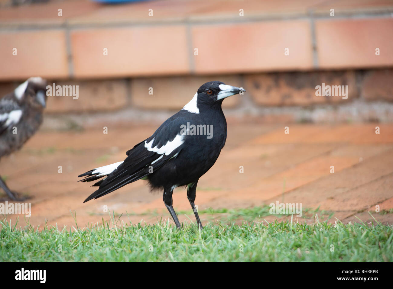 Australian magpie family hi-res stock photography and images - Alamy