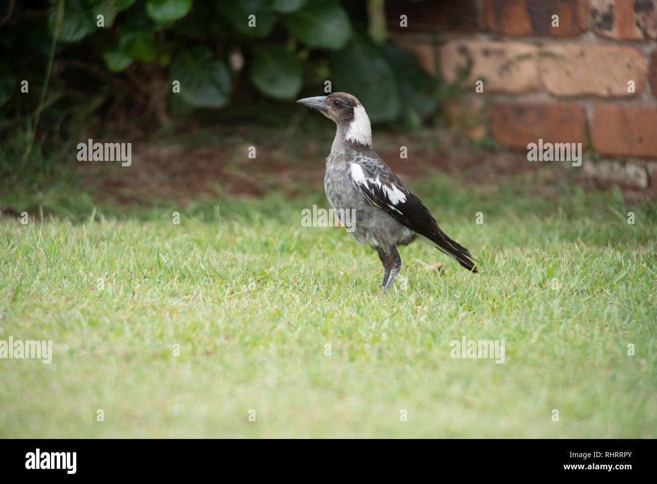 Australian magpie family hi-res stock photography and images - Alamy