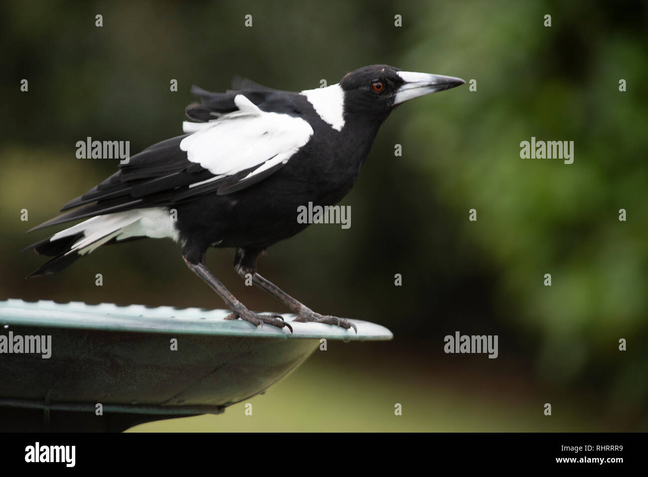 Magpie in suburbia hi-res stock photography and images - Alamy