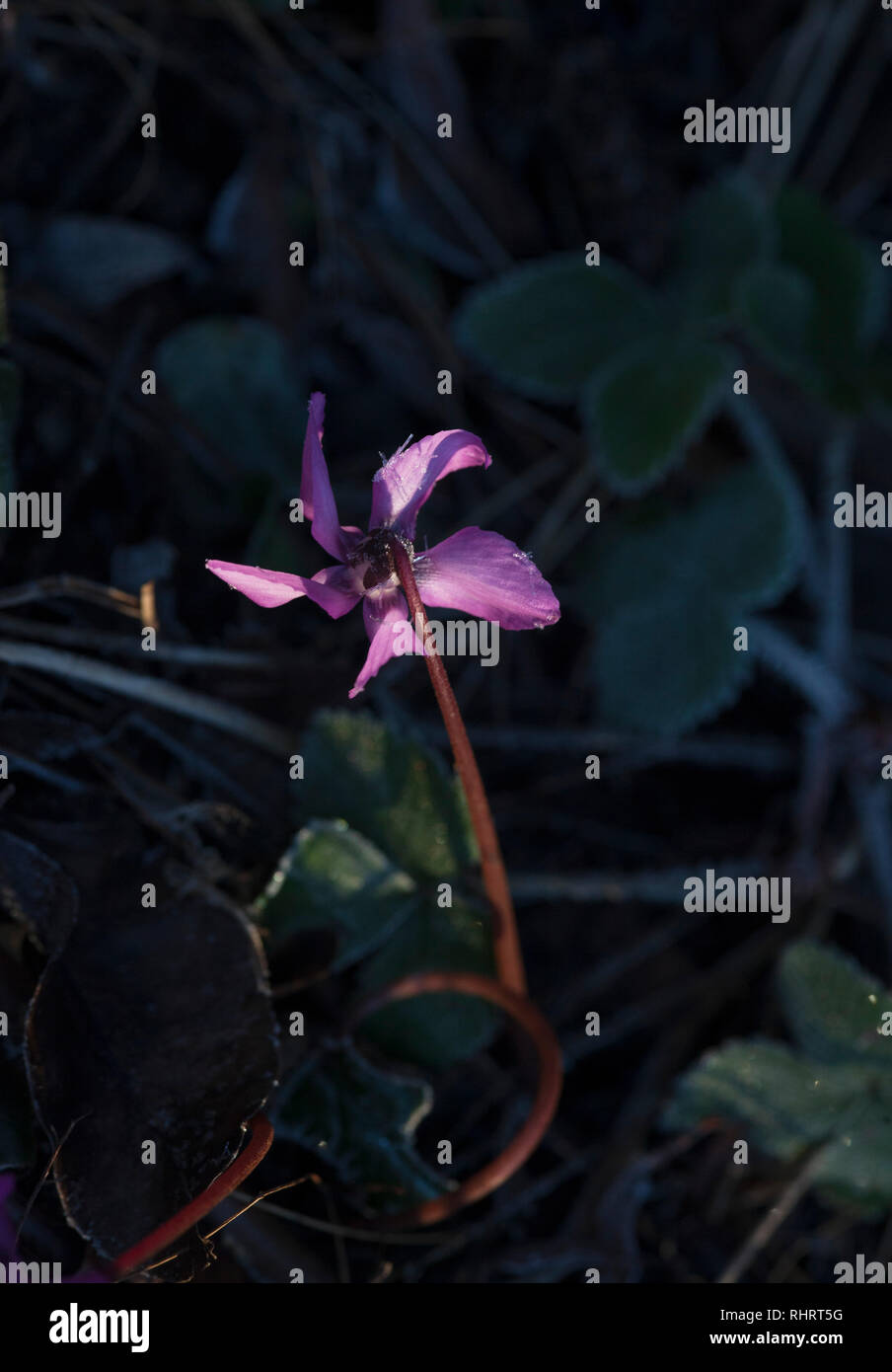 Purple cyclamen in sunlight against dark background Stock Photo - Alamy