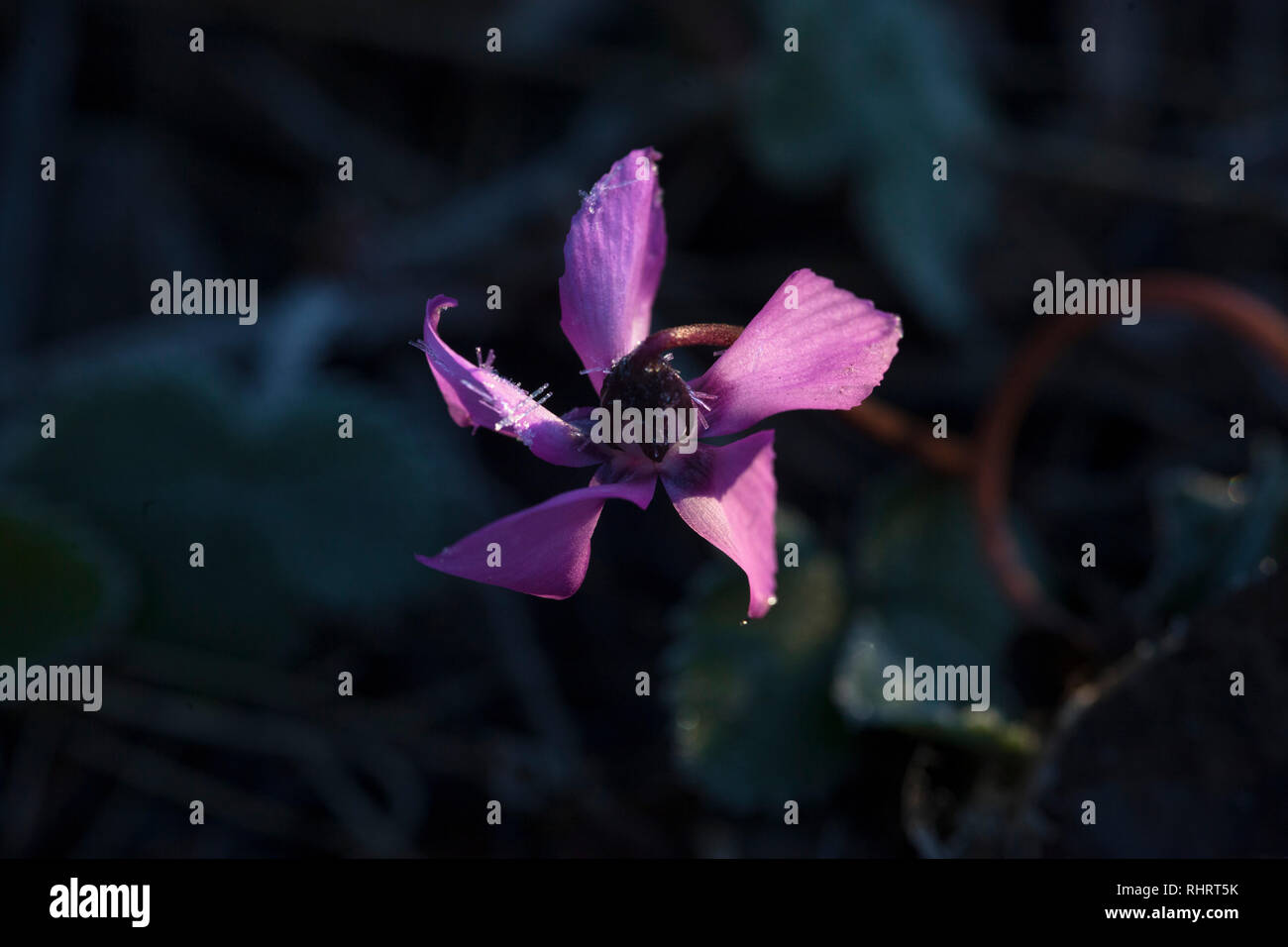 Purple cyclamen in sunlight against dark background Stock Photo - Alamy