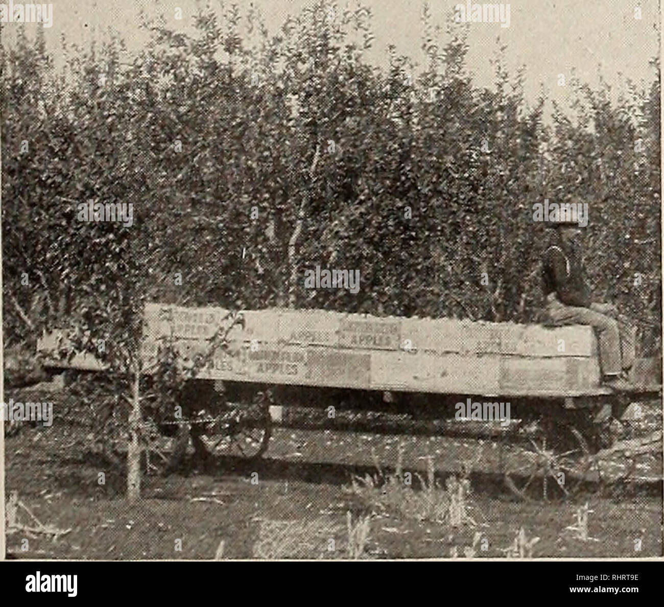 . Better fruit. Fruit-culture. Figure Q. SHOWING SOME DIAGONAL PACKS ...