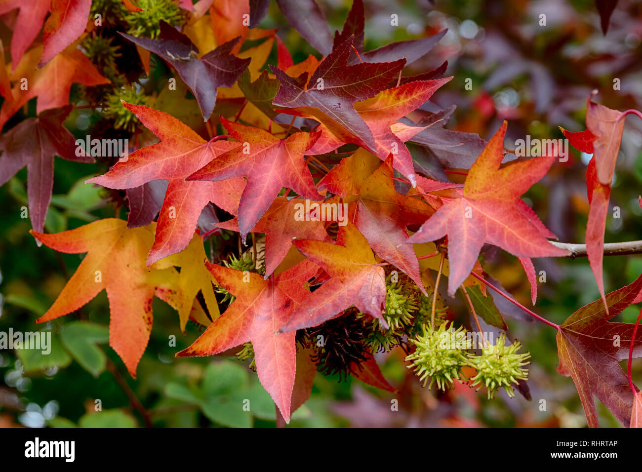 Bright vivid colorful autumn fall leaves changing colors Stock Photo ...