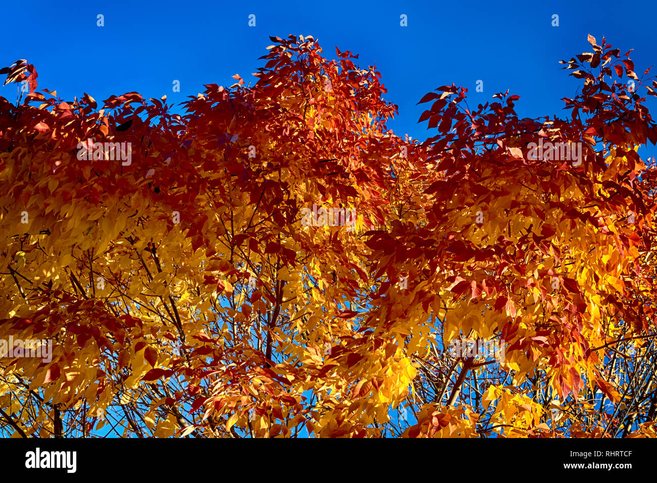 Fall leaves changing colors hi-res stock photography and images - Alamy