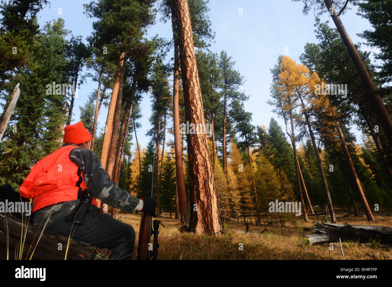 Deer hunting and america hi-res stock photography and images - Alamy