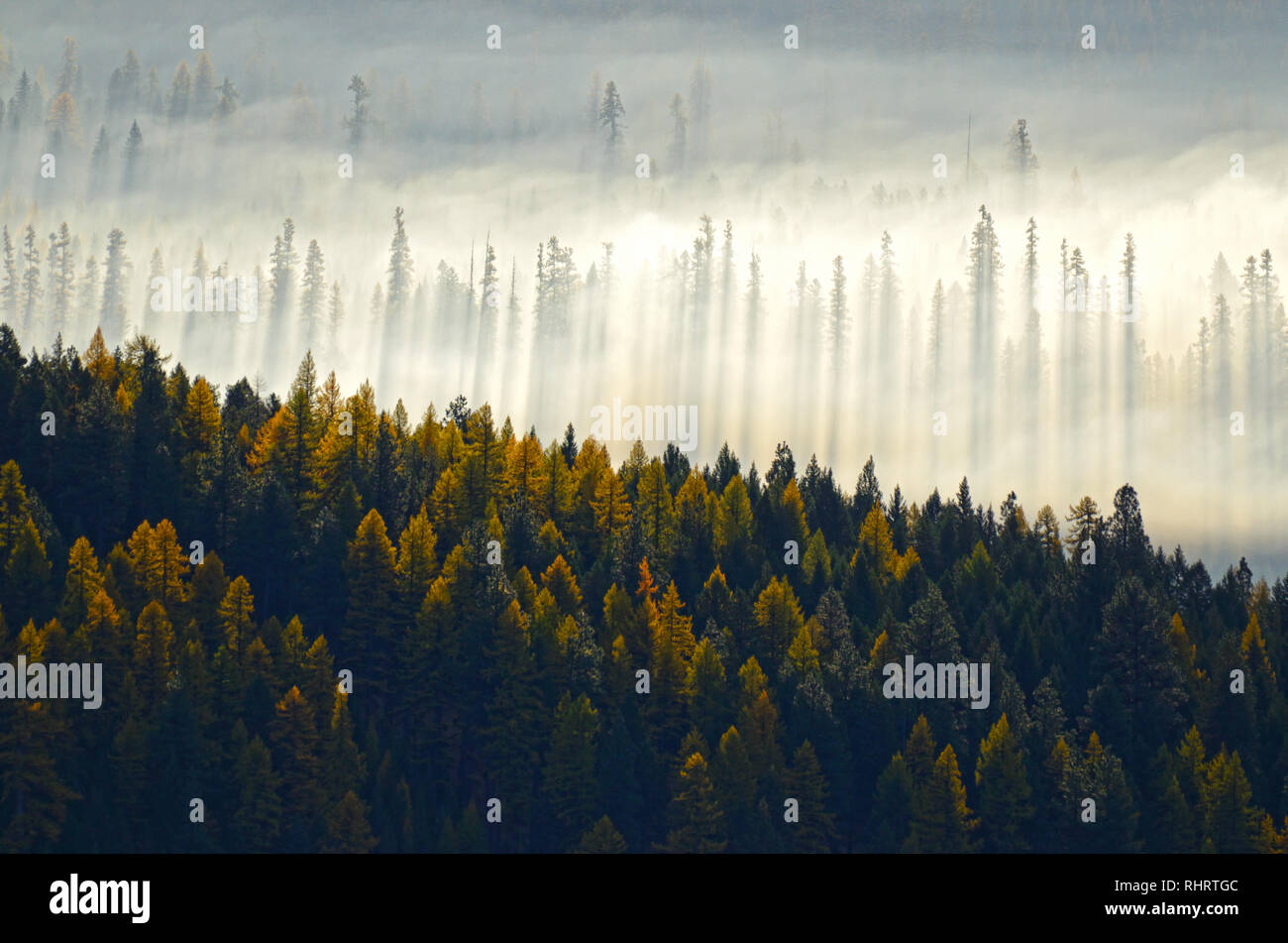 Western larch and evergreen forest in fall at sunrise as the sun burns ...