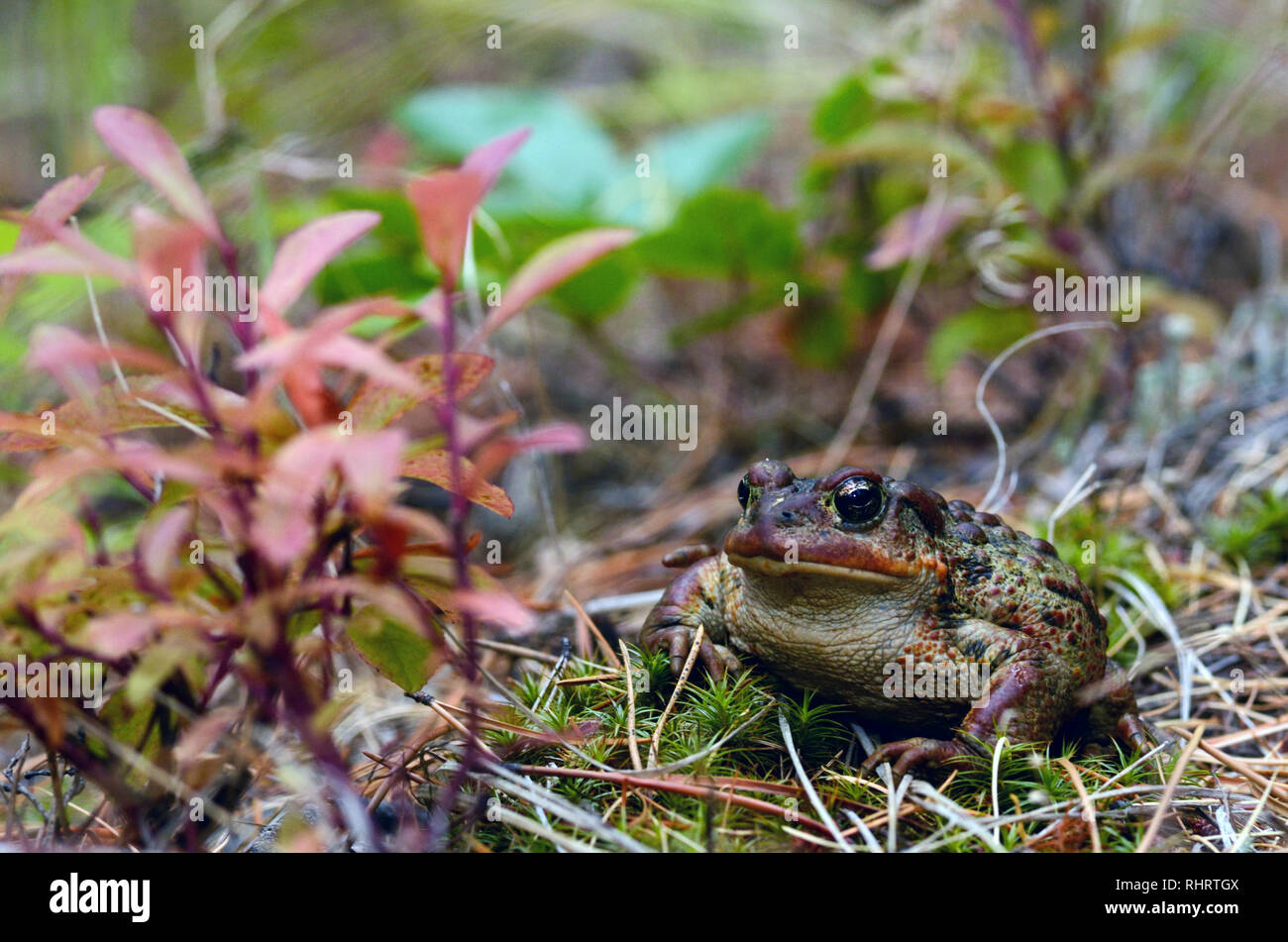Anaxyrus Boreas High Resolution Stock Photography and Images - Alamy