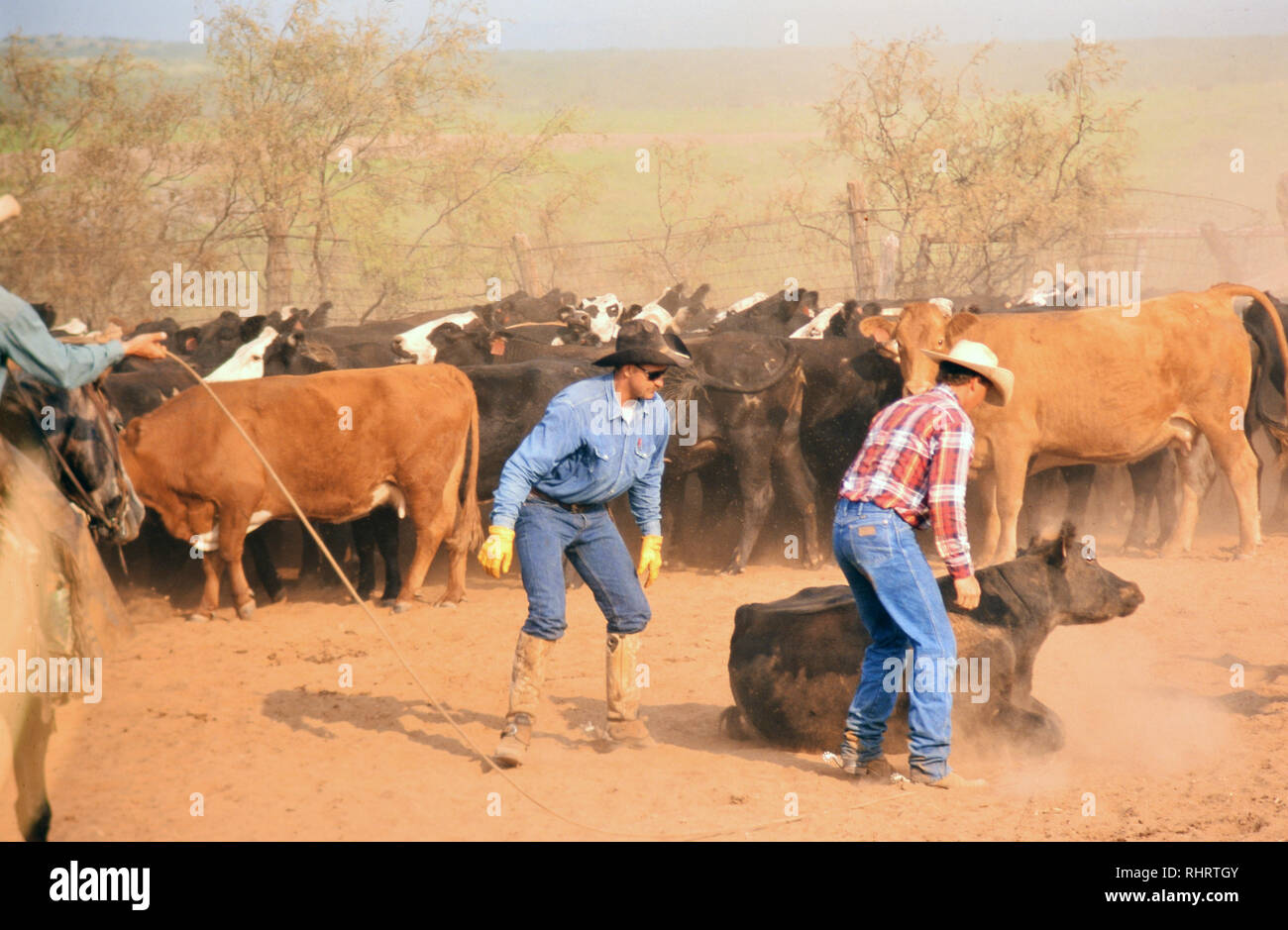 Real Texas cowboys taking part in a spring branding at a ranch near ...