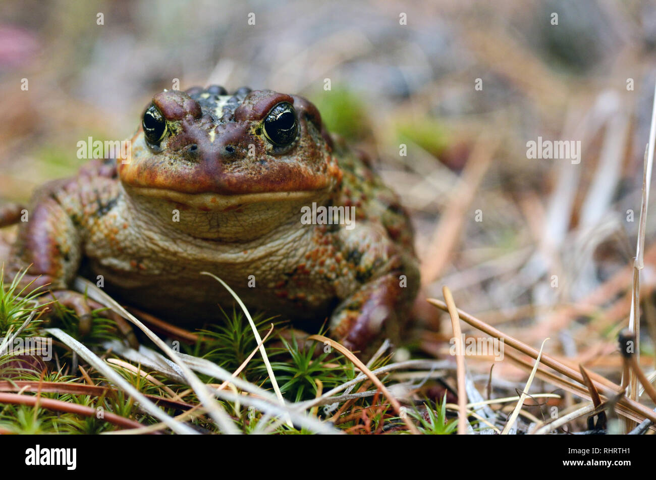 American Larch High Resolution Stock Photography and Images - Alamy