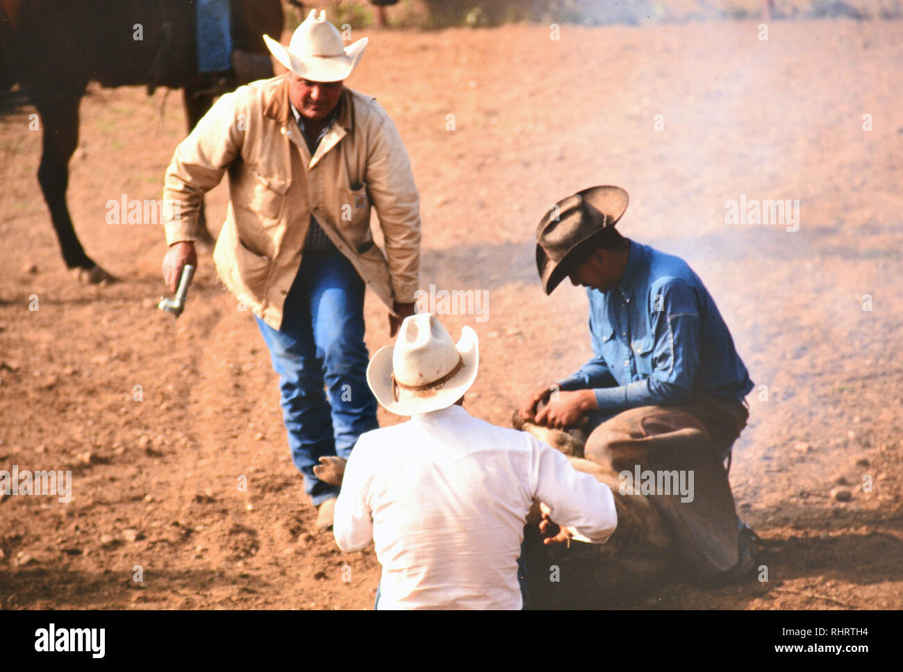 A cowboy rushing up to a newly branded calf to give it an injection ...