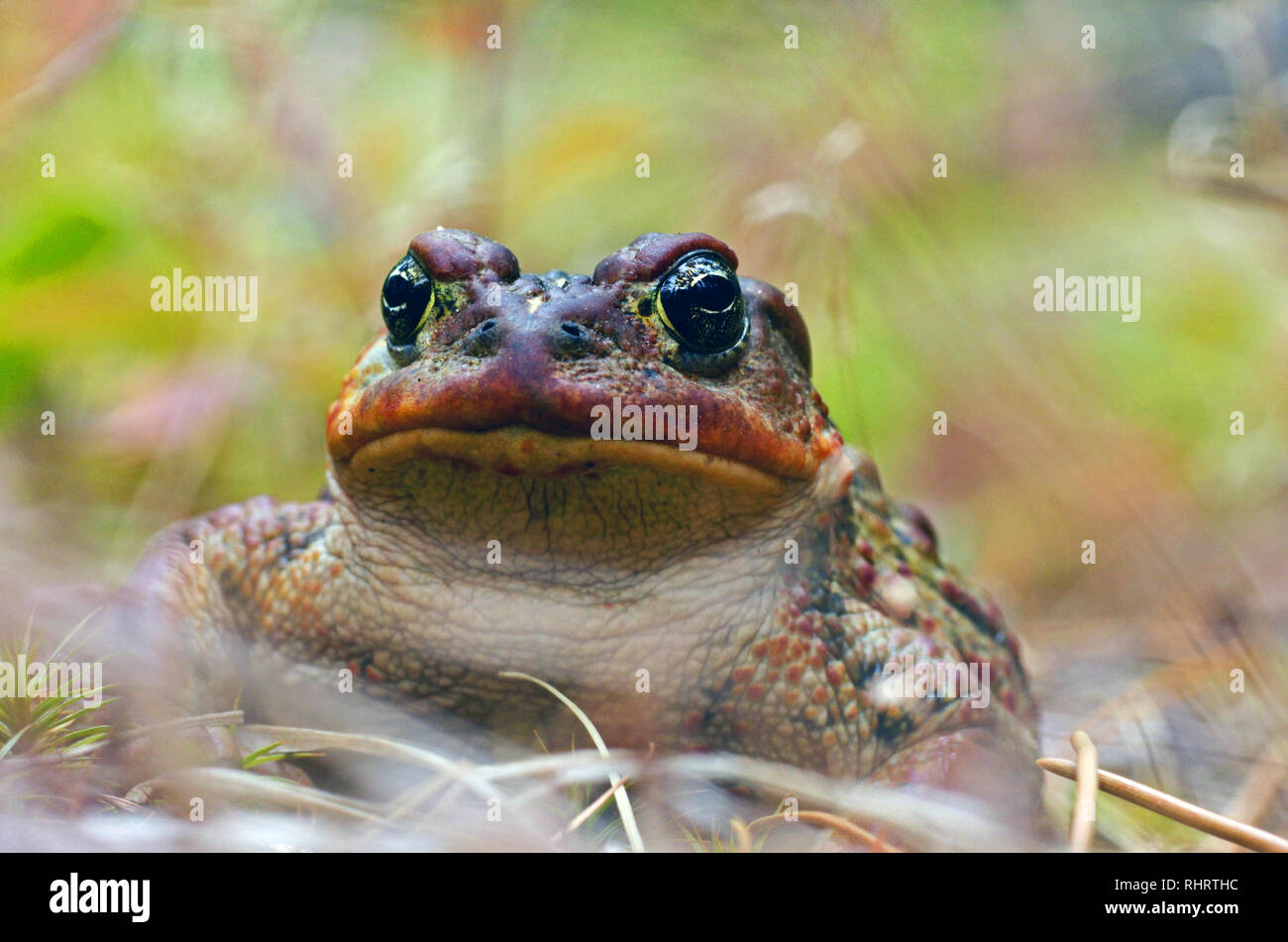 Western toad in a conifer forest. Yaak Valley in the Purcell Mountains ...