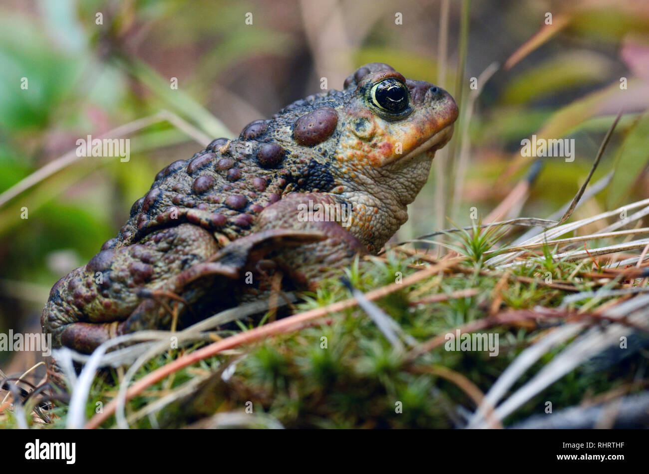 Aquatic fungus hi-res stock photography and images - Alamy