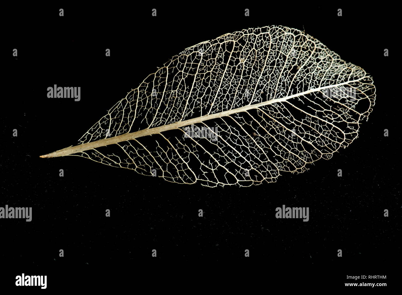 Leaf skeleton hi-res stock photography and images - Alamy