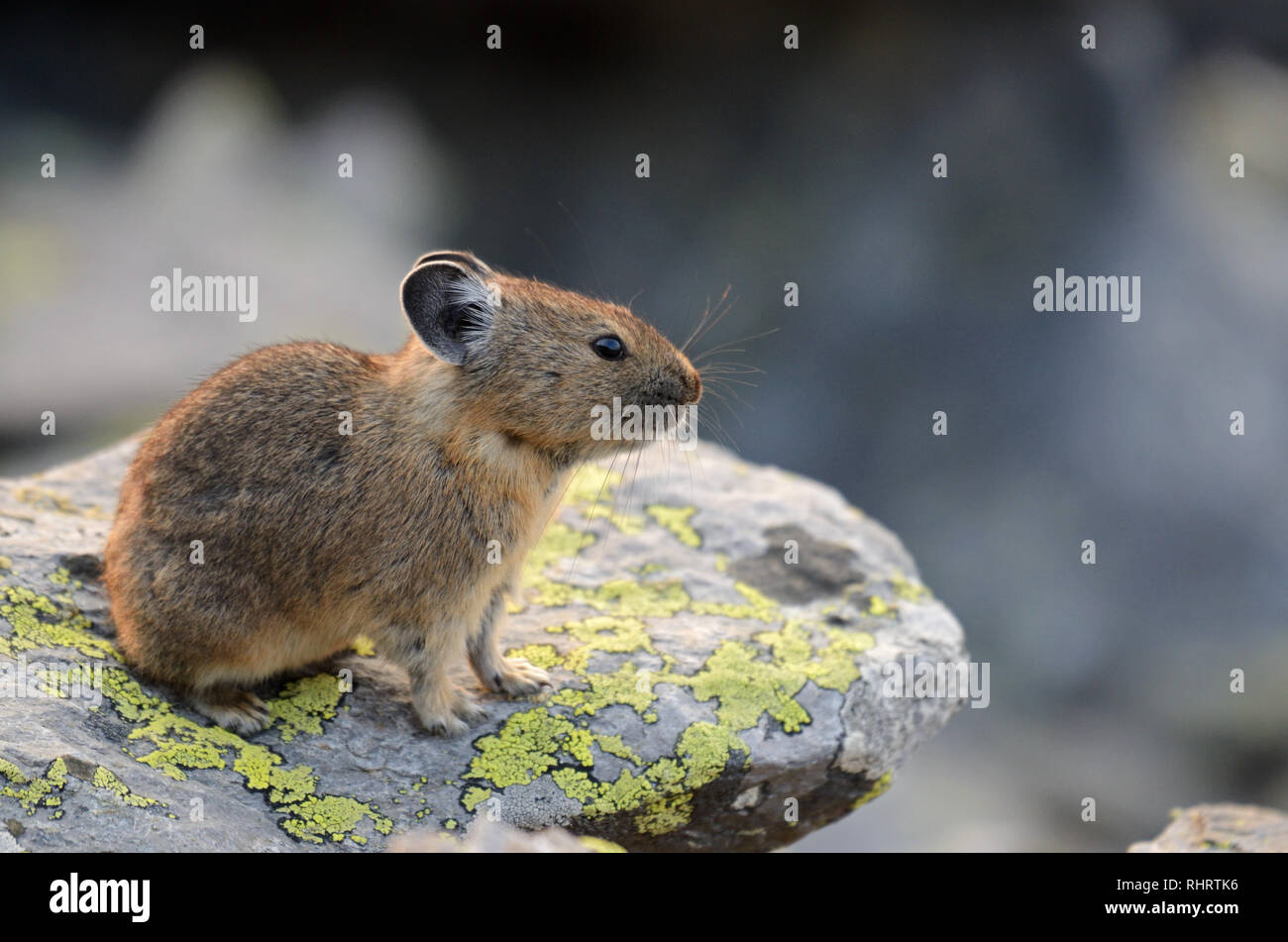 Pika on a rock talus slope in the Mount Henry Roadless Area in summer ...