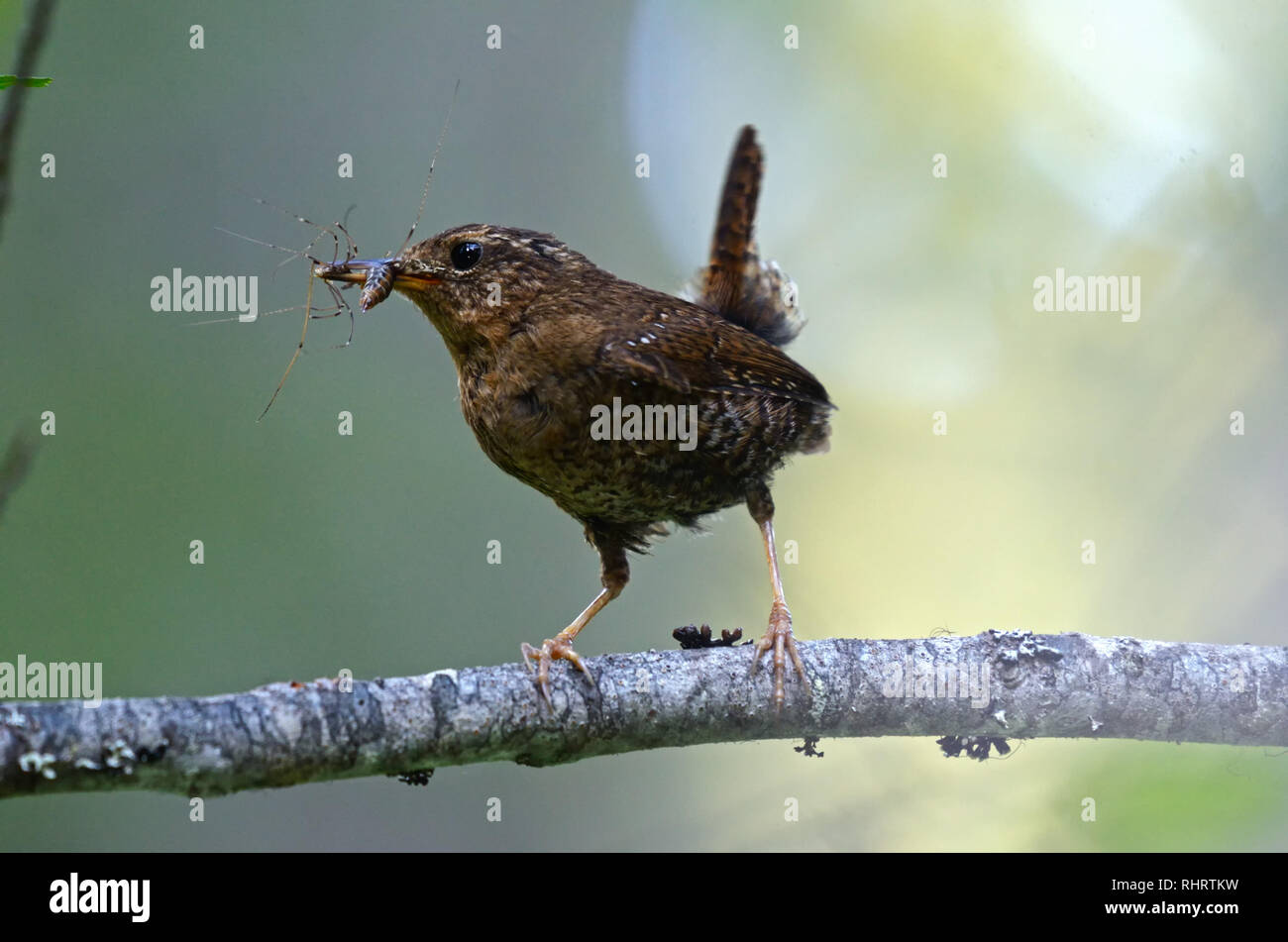 Pacific Northwest Biting Insects