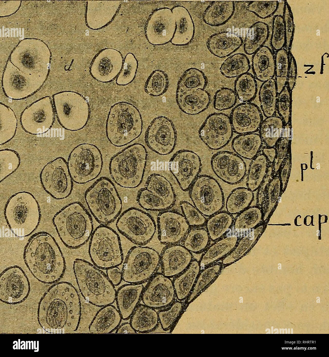 . Bibliographie anatomique. Anatomy; Human anatomy; Histology ...