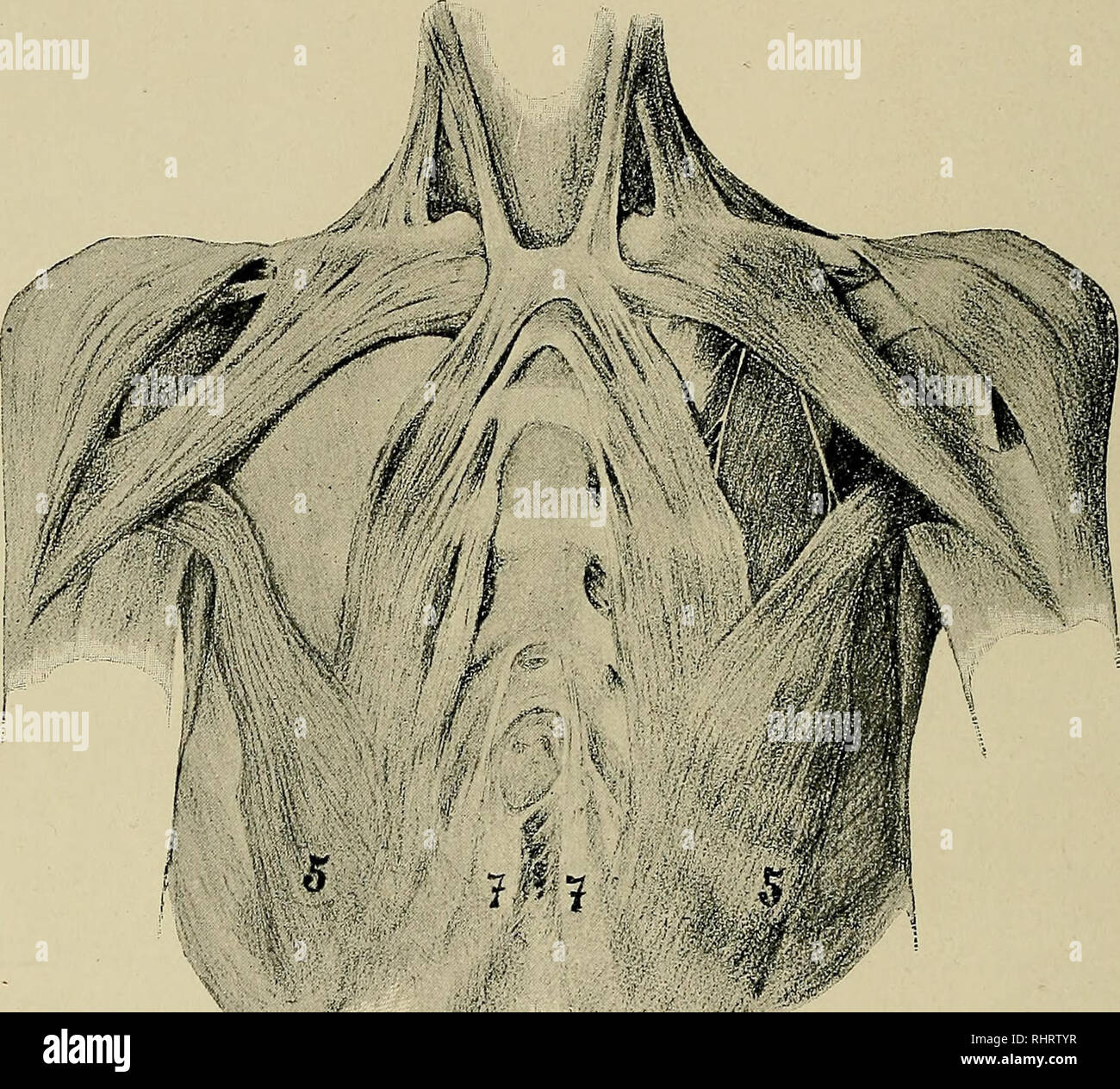 . Bibliographie anatomique. Anatomy; Human anatomy; Histology ...