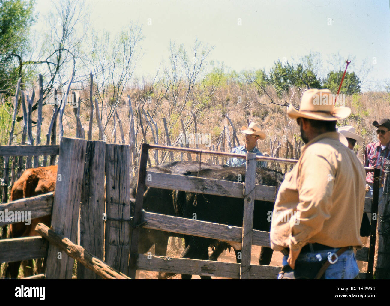 Working cowboy in the cattle pens of a Texas ranch in the late 1990s ...