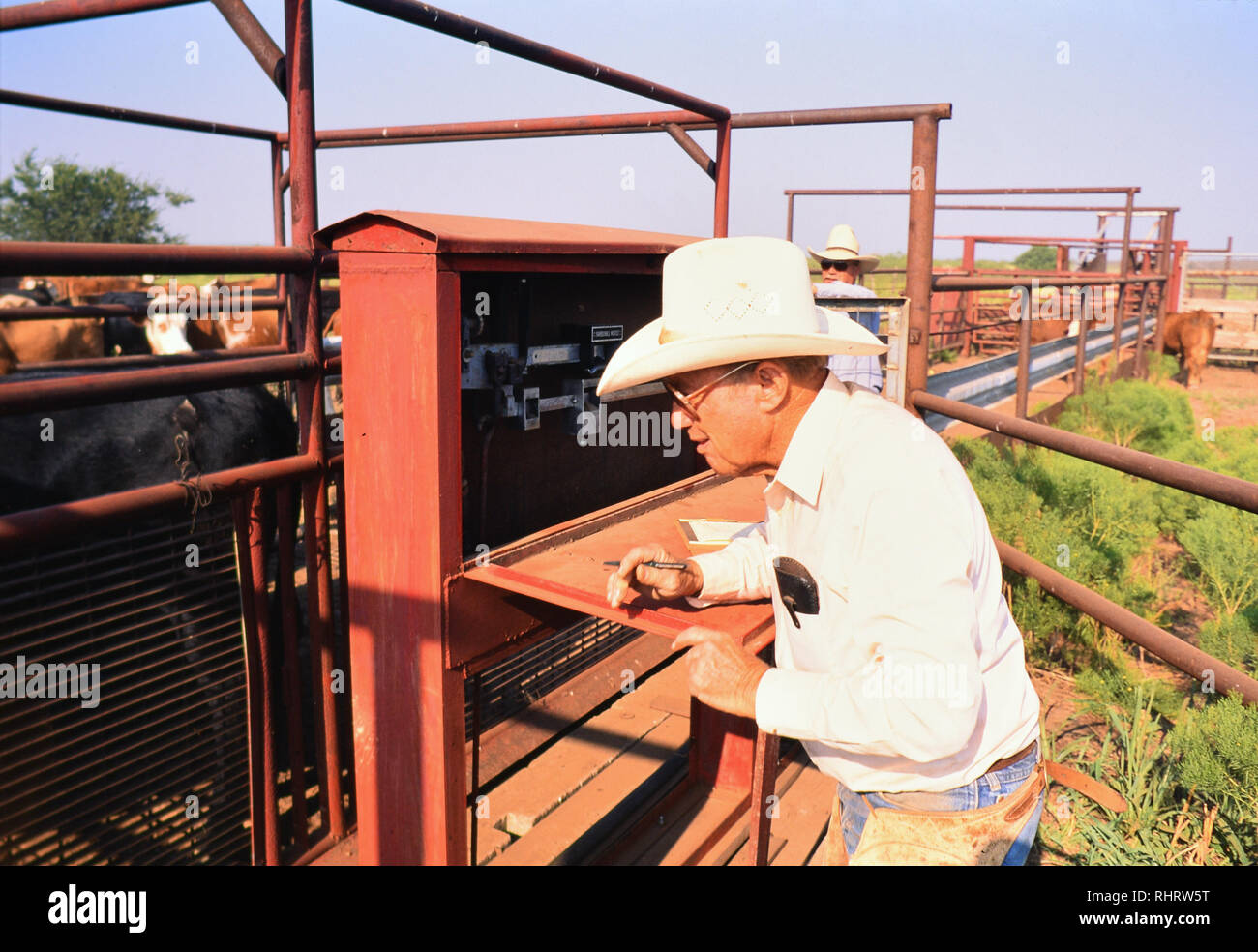 Weighing cattle hi-res stock photography and images - Alamy