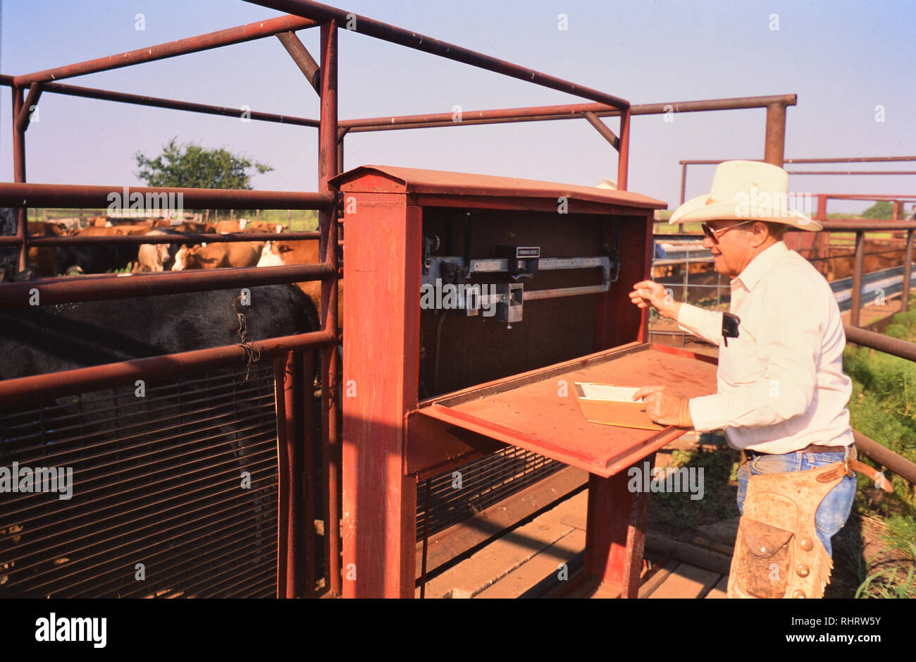 Weighing Cattle High Resolution Stock Photography and Images - Alamy