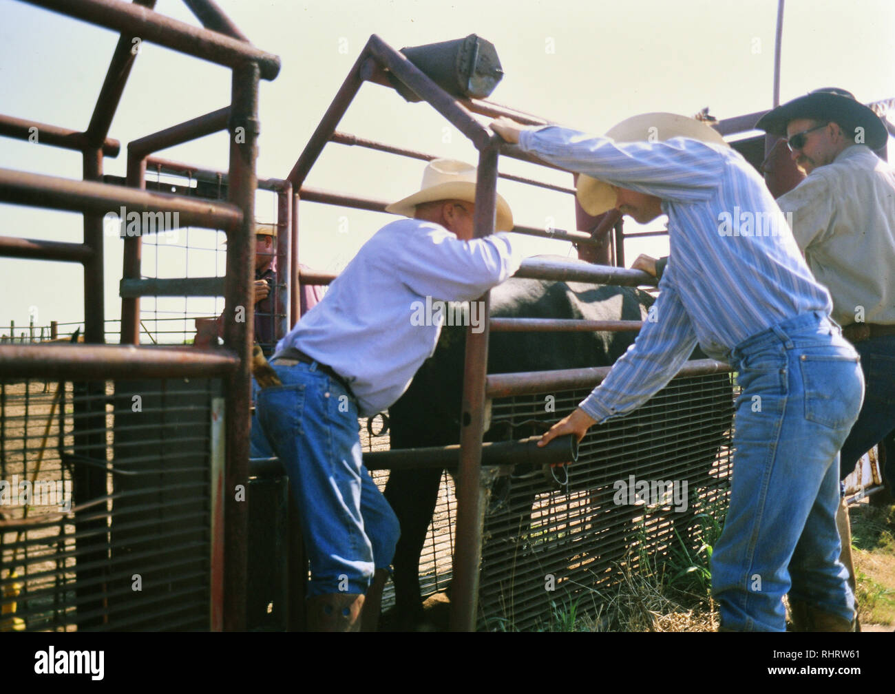 Cowboys working on cow in chute hi-res stock photography and images - Alamy