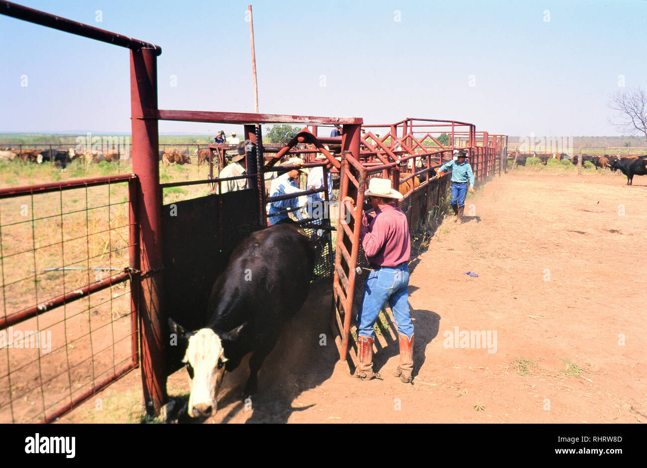 Real texan cowboys hi-res stock photography and images - Alamy