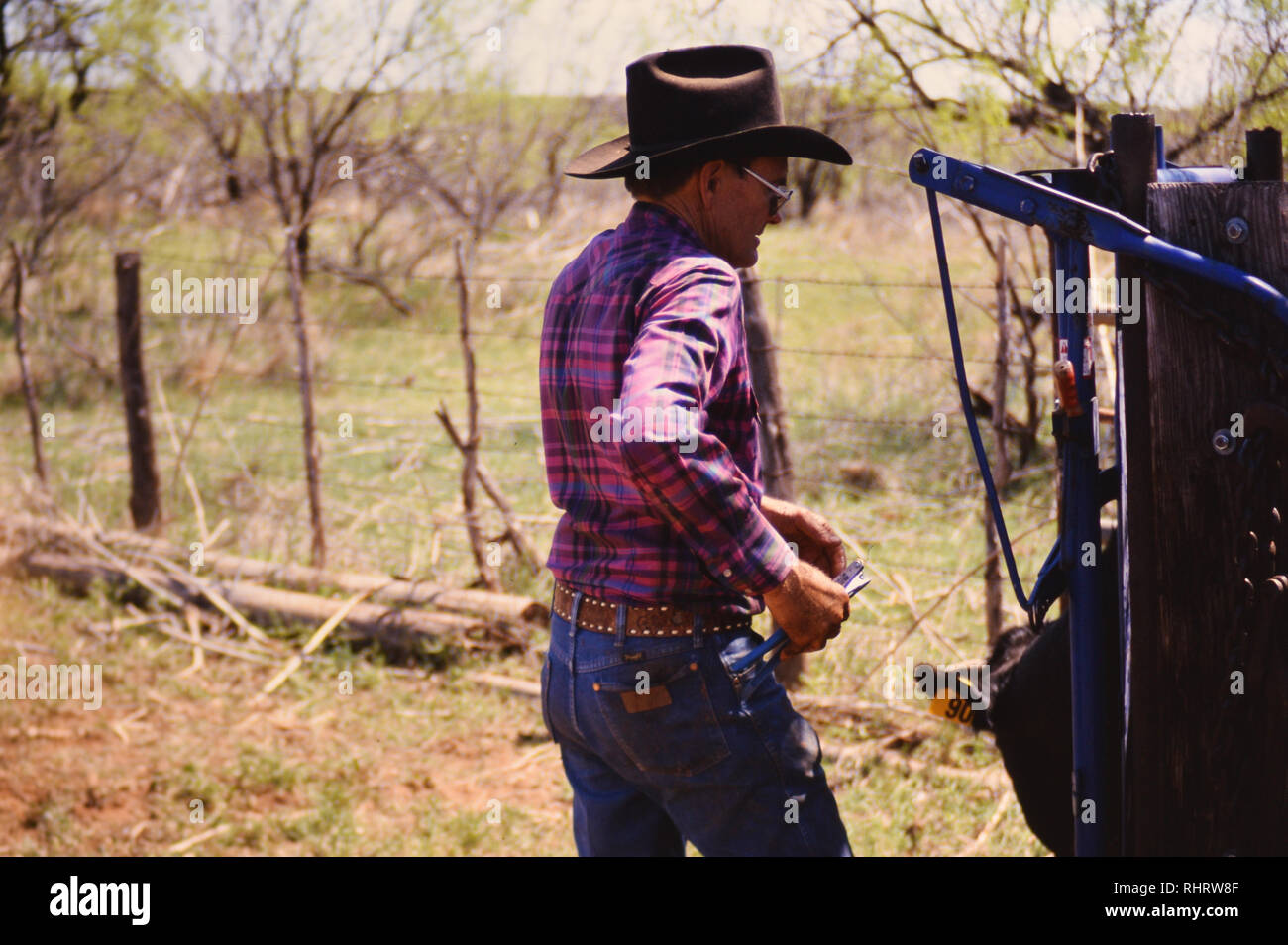 Cowboy working on cow in cattle chute on Texas ranch Stock Photo - Alamy