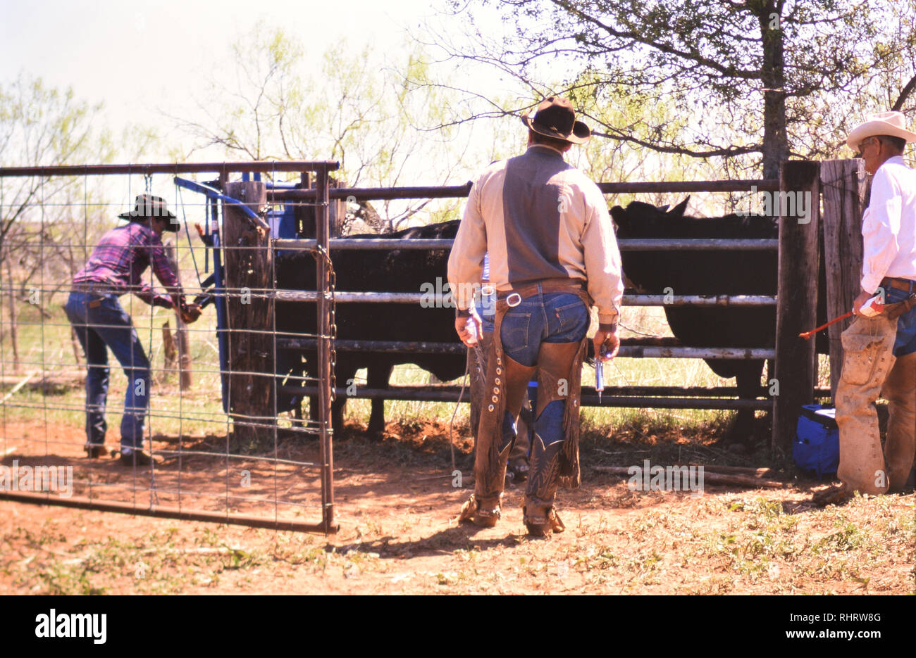 Cowboy working on cow in cattle chute on Texas ranch Stock Photo - Alamy