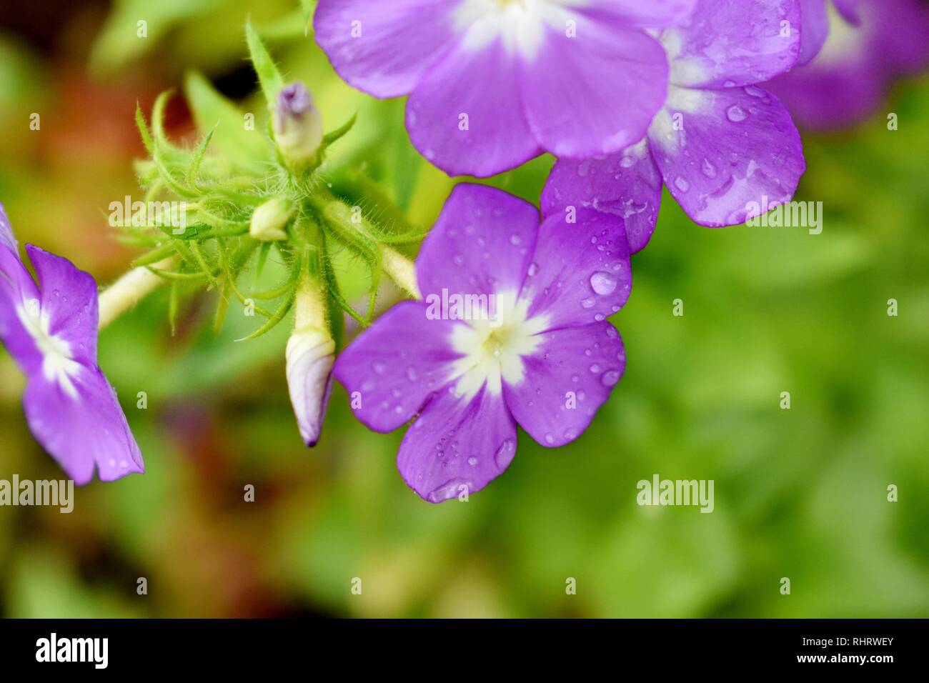 Pastel flower bunch hi-res stock photography and images - Alamy