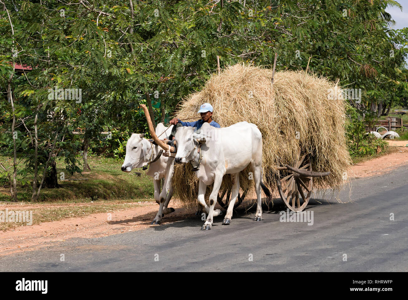 Ox cart carrying hay Stock Photo - Alamy