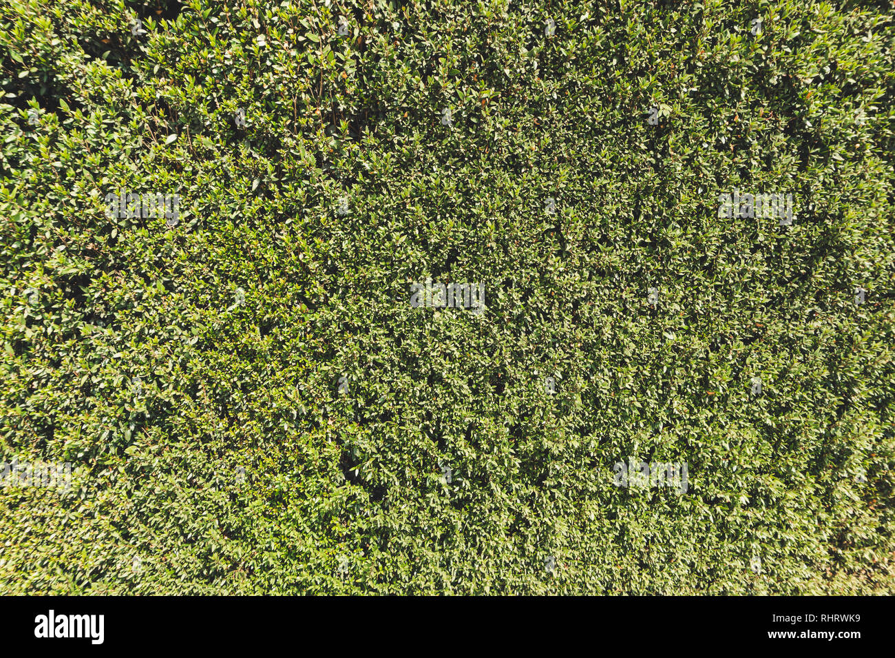 Close-up of healthy green hedge, perfect for a background, very Beverly ...