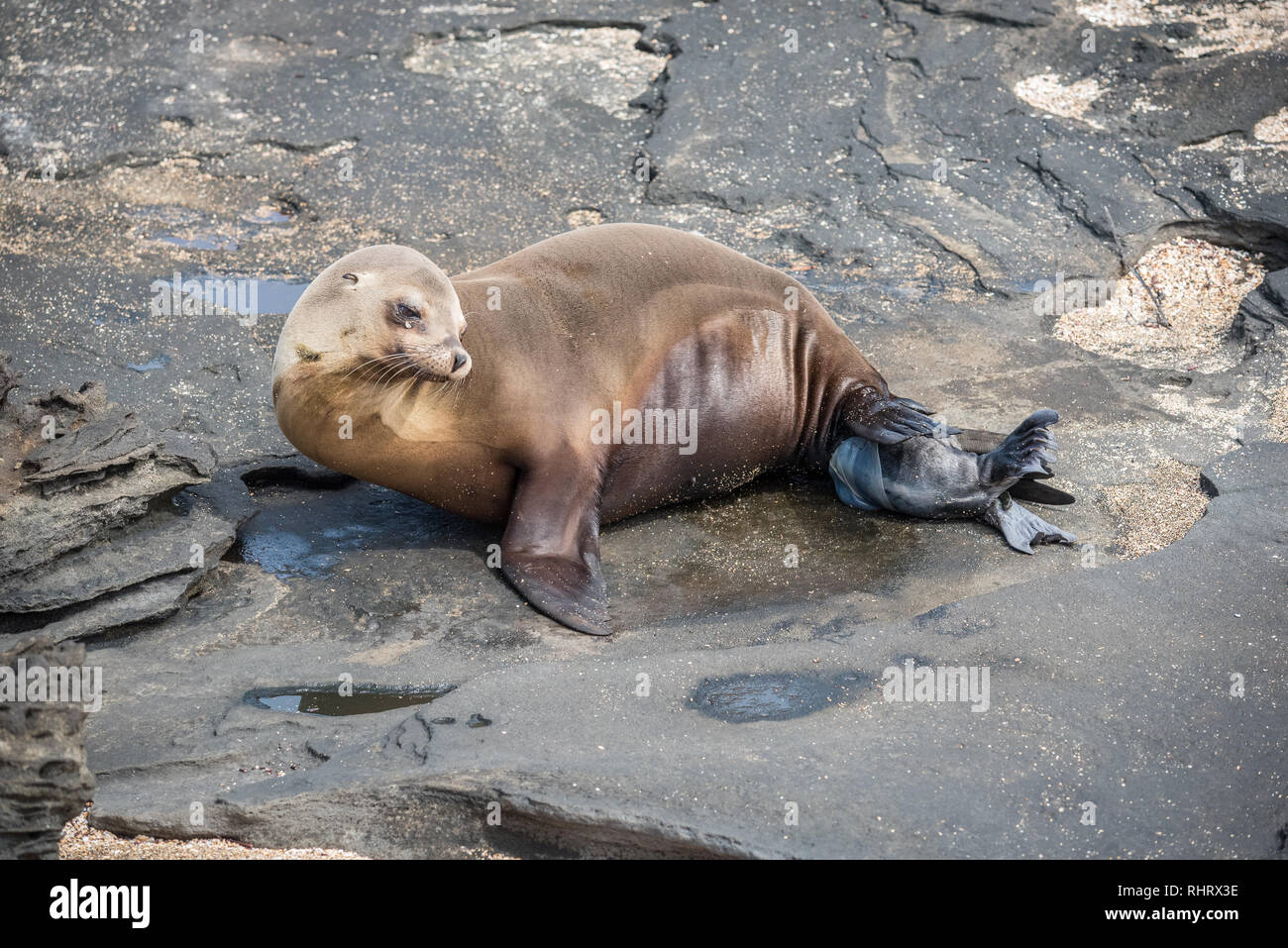 We were extremely fortunate to witness a pregnant sea lion giving birth ...