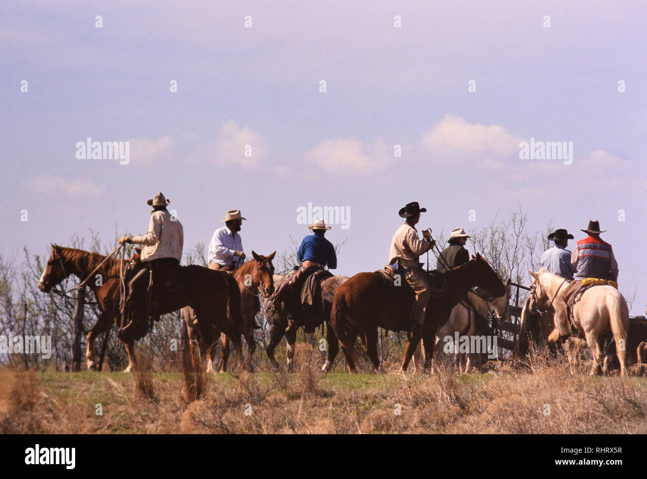 Cowboys participating in a spring roundup and branding on a Texas ranch ...