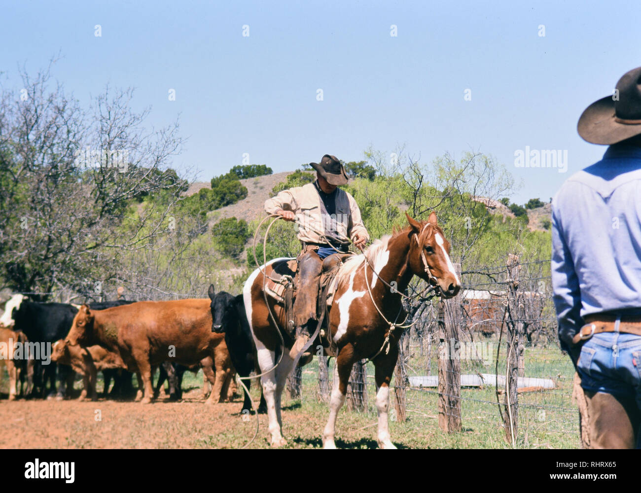 Cowboy on horseback at a Texas ranch during spring round up and ...