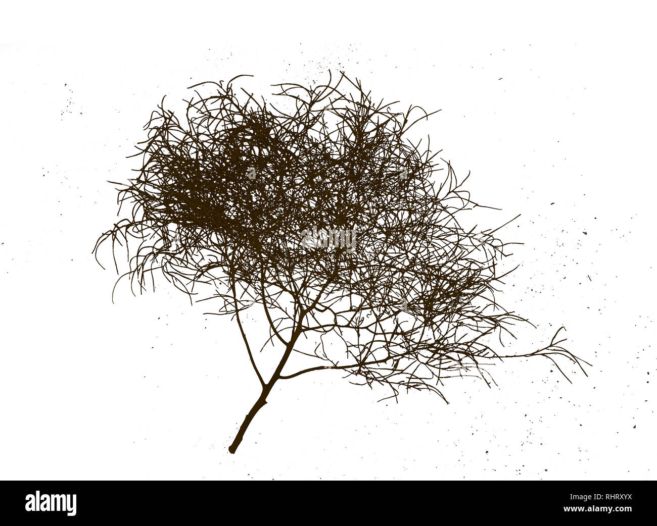 Tumbleweed desert Cut Out Stock Images & Pictures - Alamy