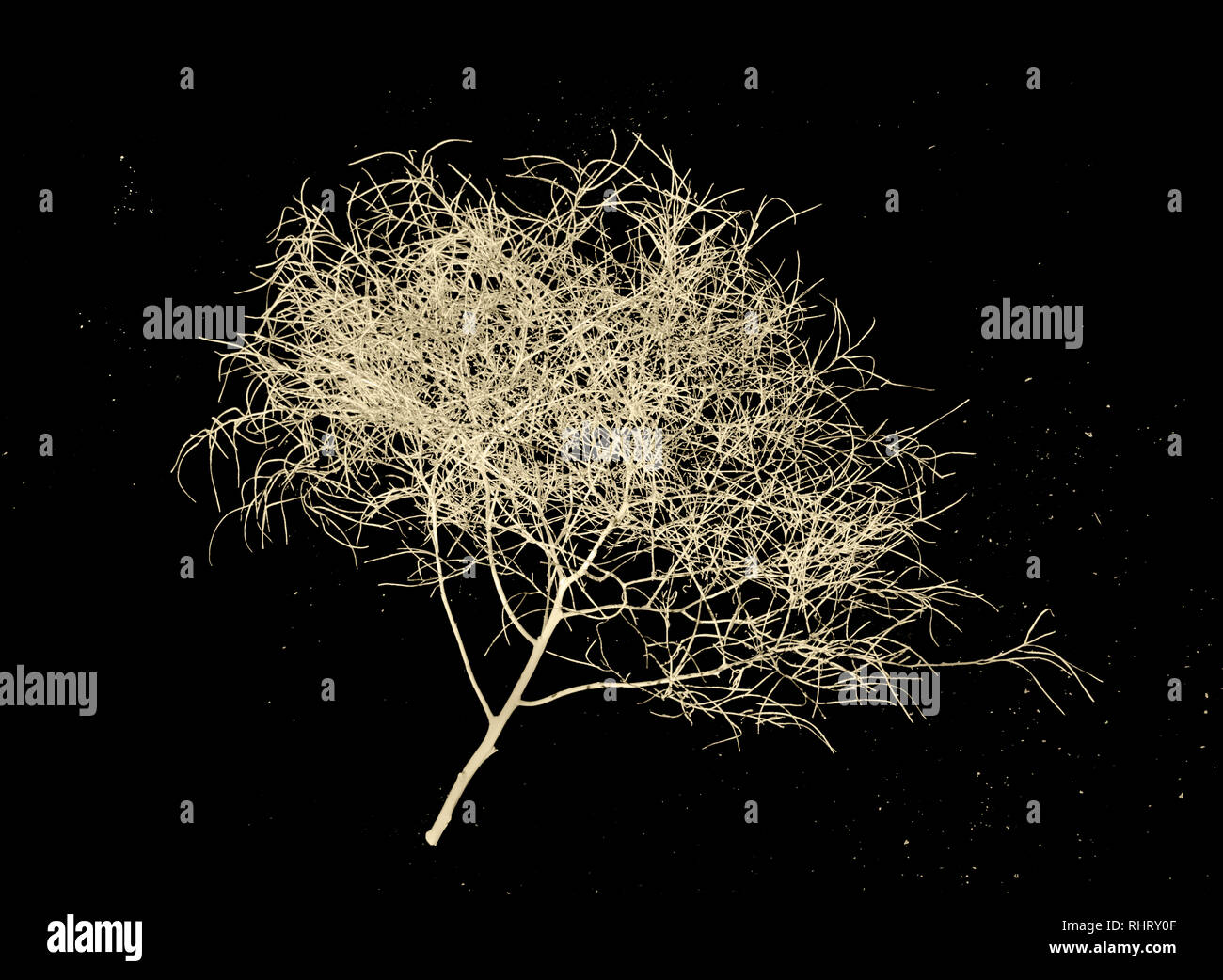Tumbleweed bush hi-res stock photography and images - Alamy
