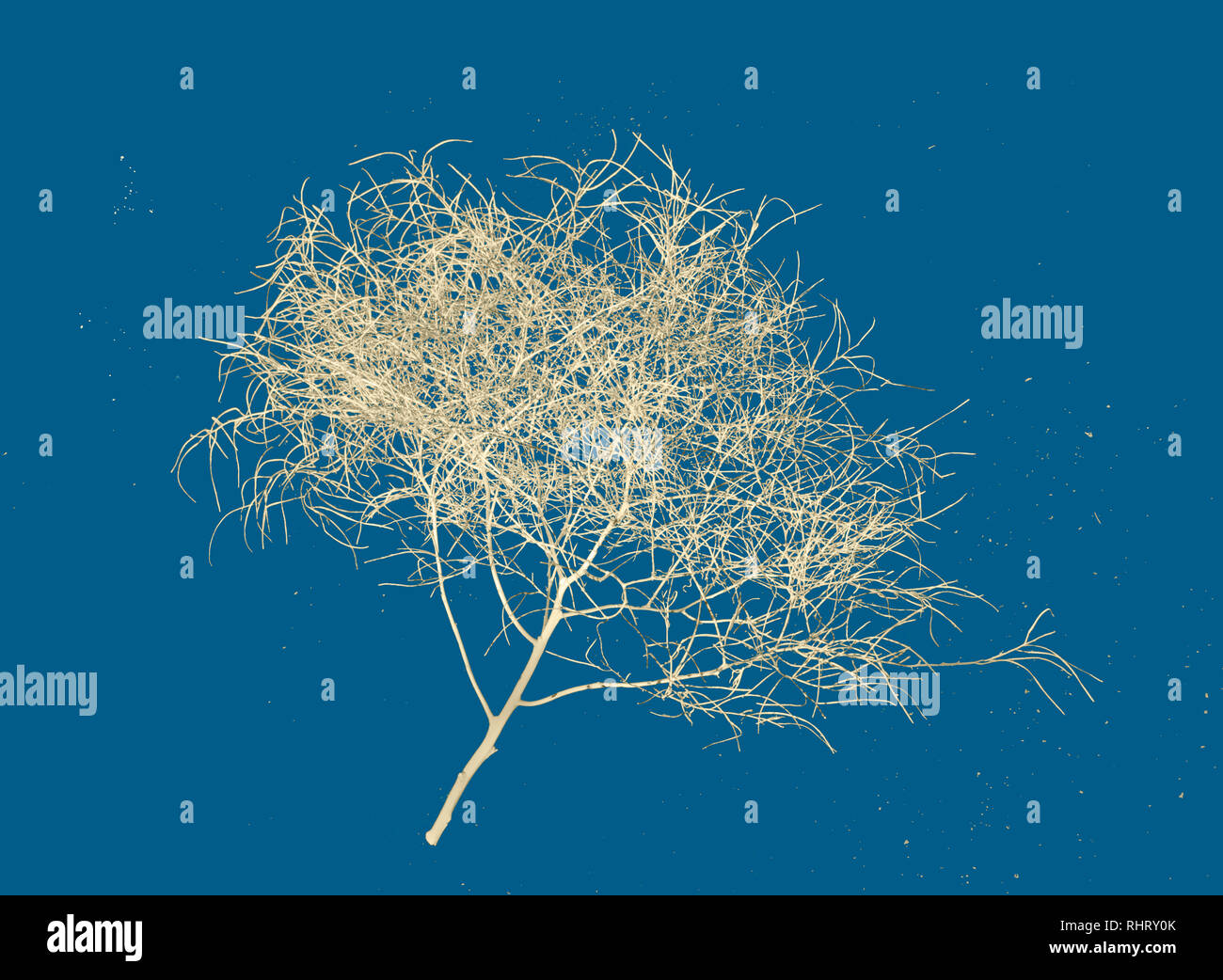 Tumbleweed bush hi-res stock photography and images - Alamy