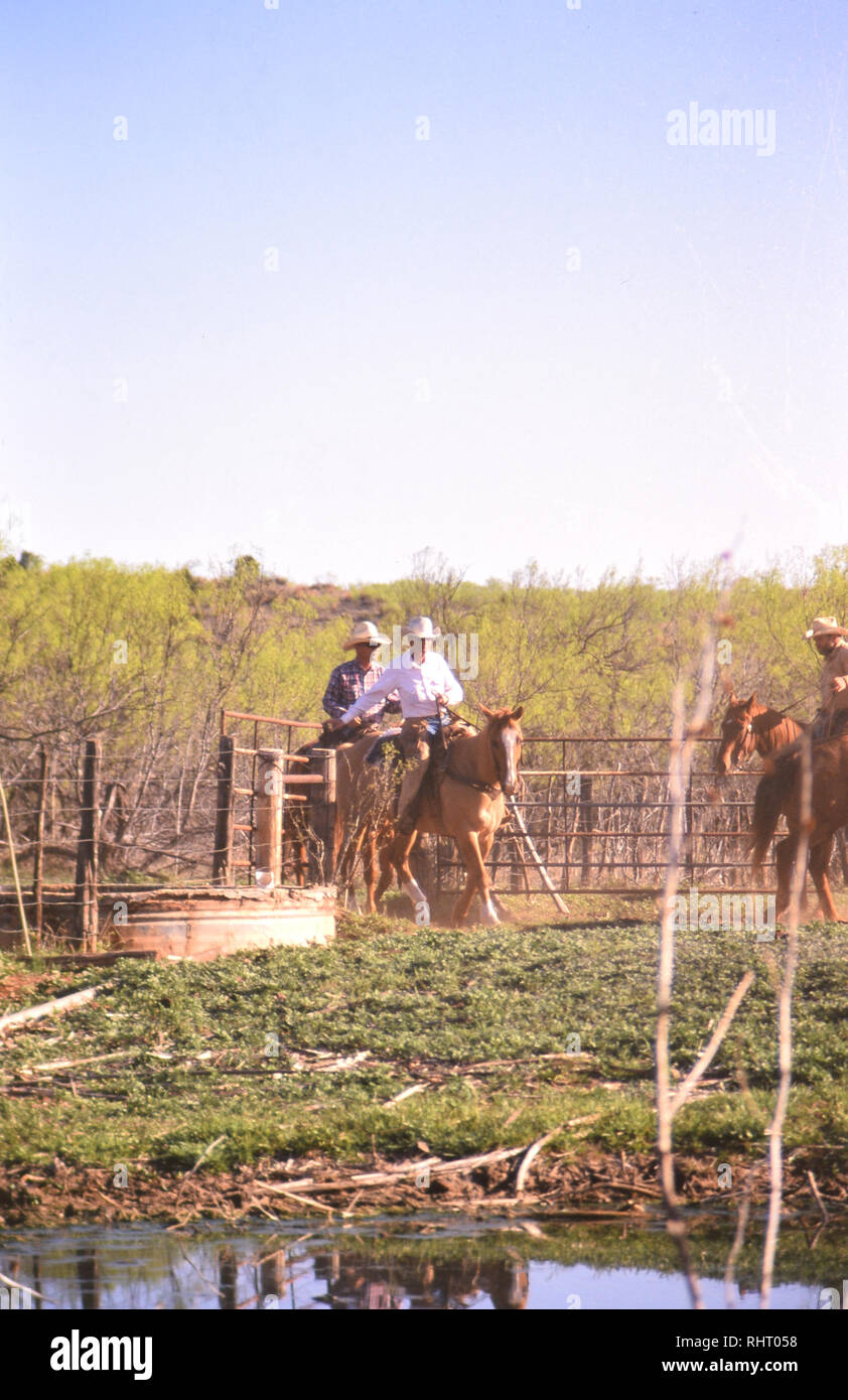 Cowboy on horseback during spring round up on a Texas ranch in 1998 ...