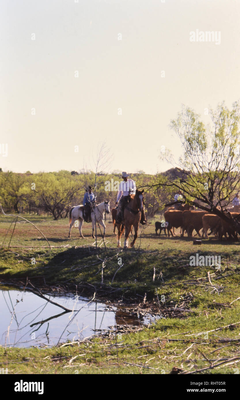 Cowboy on horseback during spring round up on a Texas ranch in 1998 ...