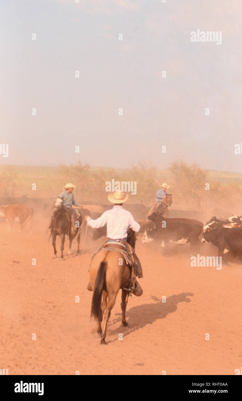 Separating calves hi-res stock photography and images - Alamy