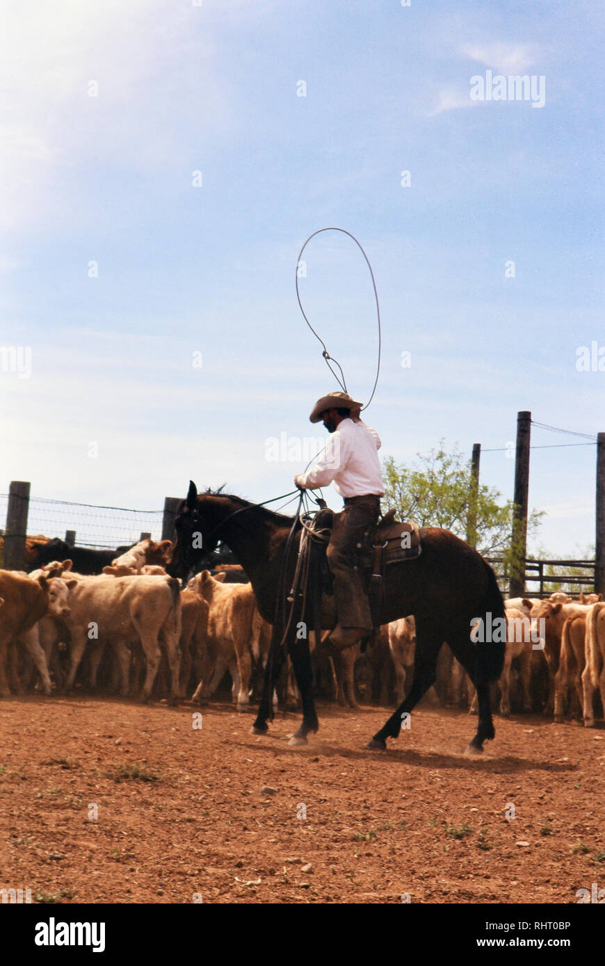 Calf roping texas hi-res stock photography and images - Alamy