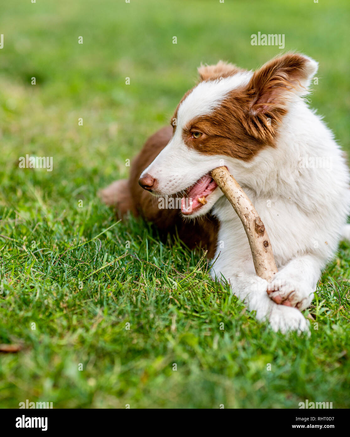 Border collie with stick hi-res stock photography and images - Alamy