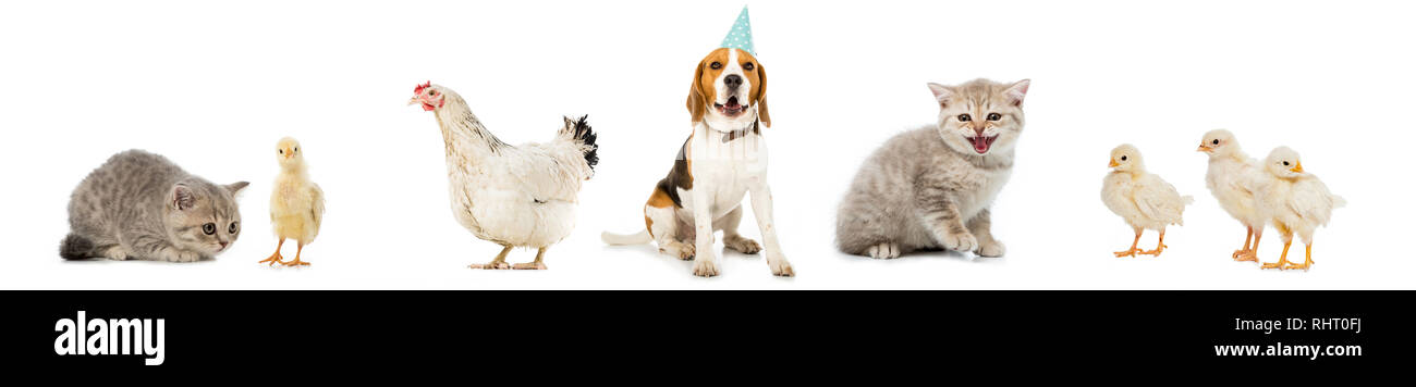 Collage of dog and cat, chickens and hen isolated on white Stock Photo ...